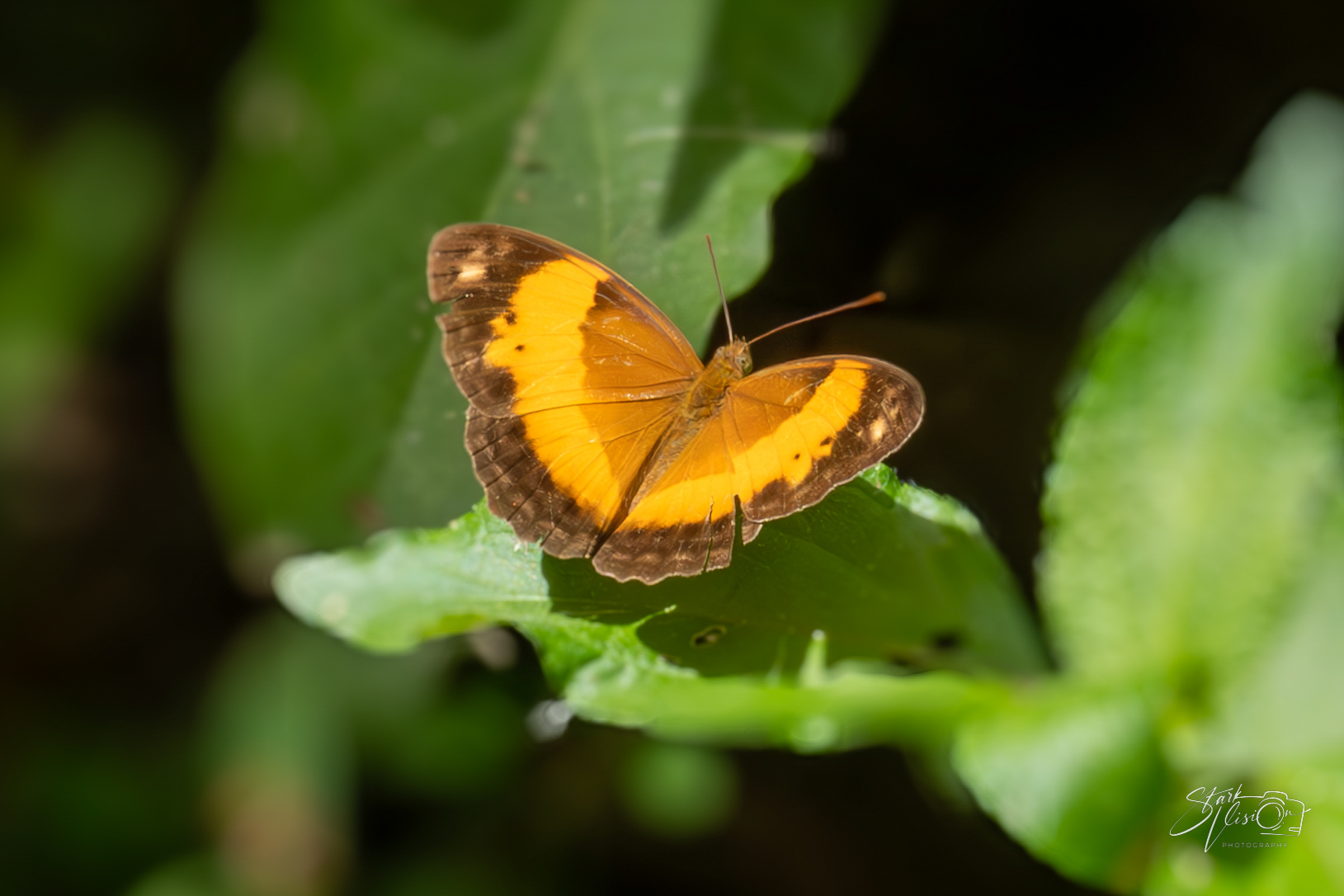 Home Page - Stark Vison