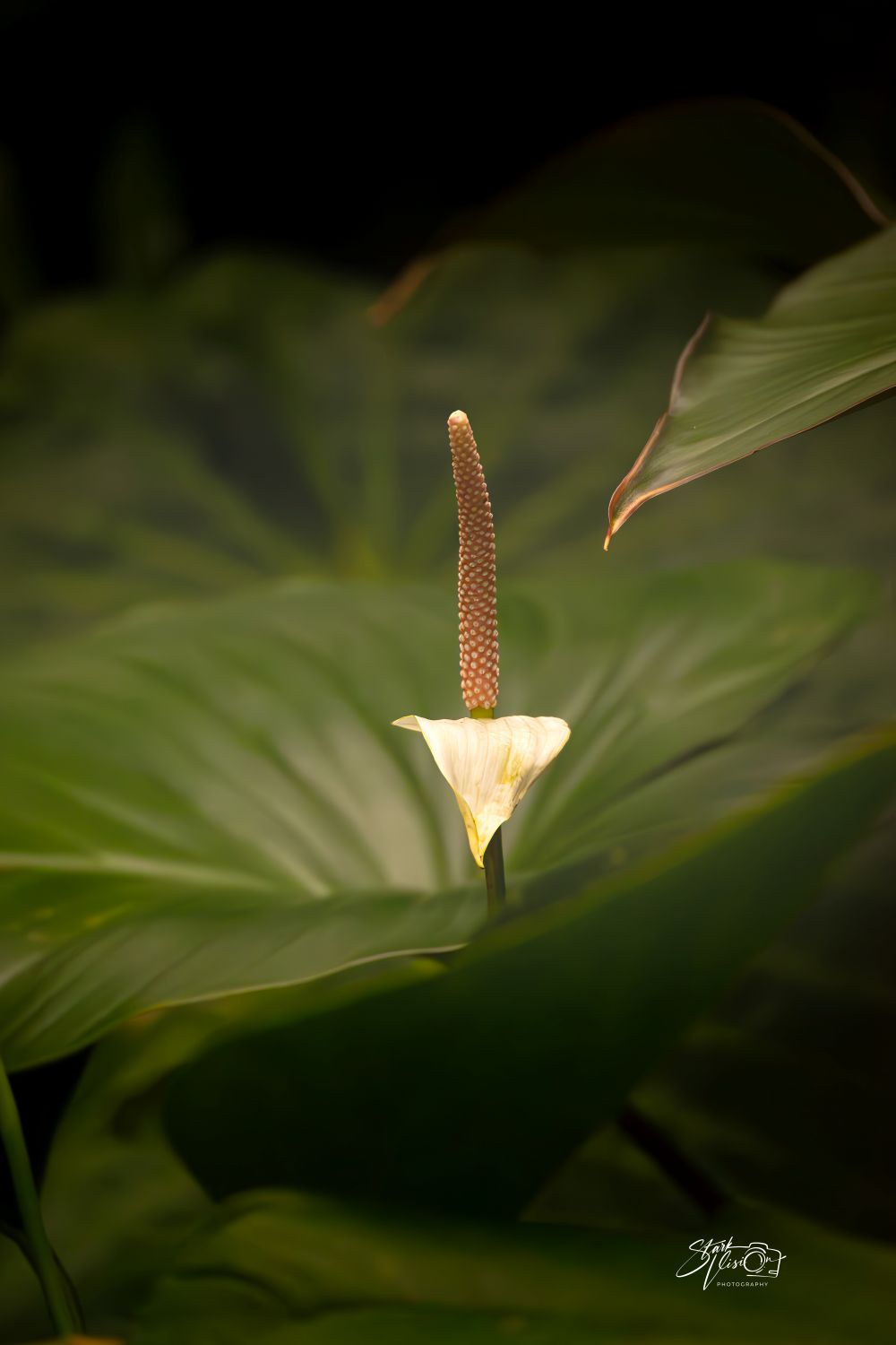 Still Bloom - Stark Vison