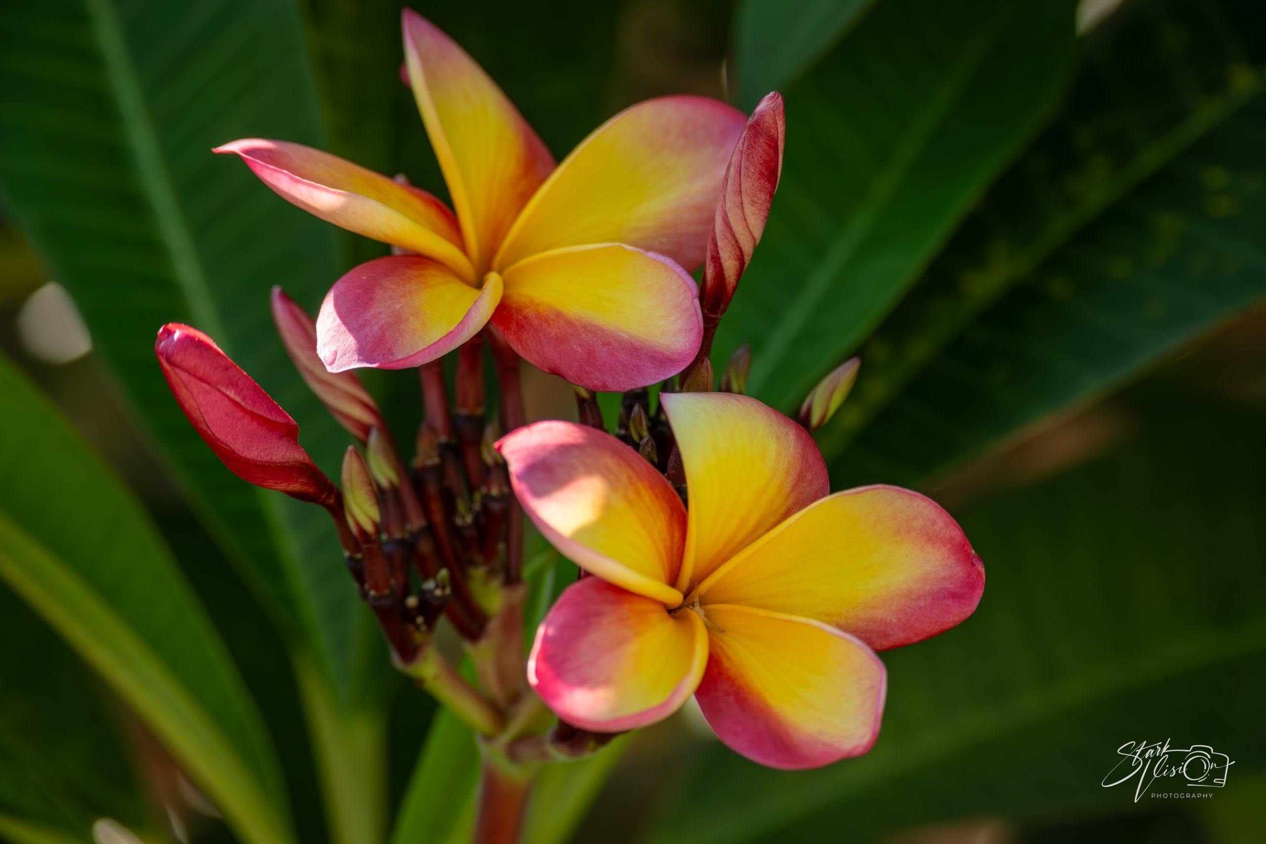 Frangipani in Bloom - Stark Vison